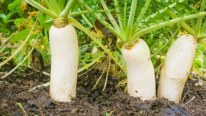 7 Winter Radish Varieties We’re Planting Now