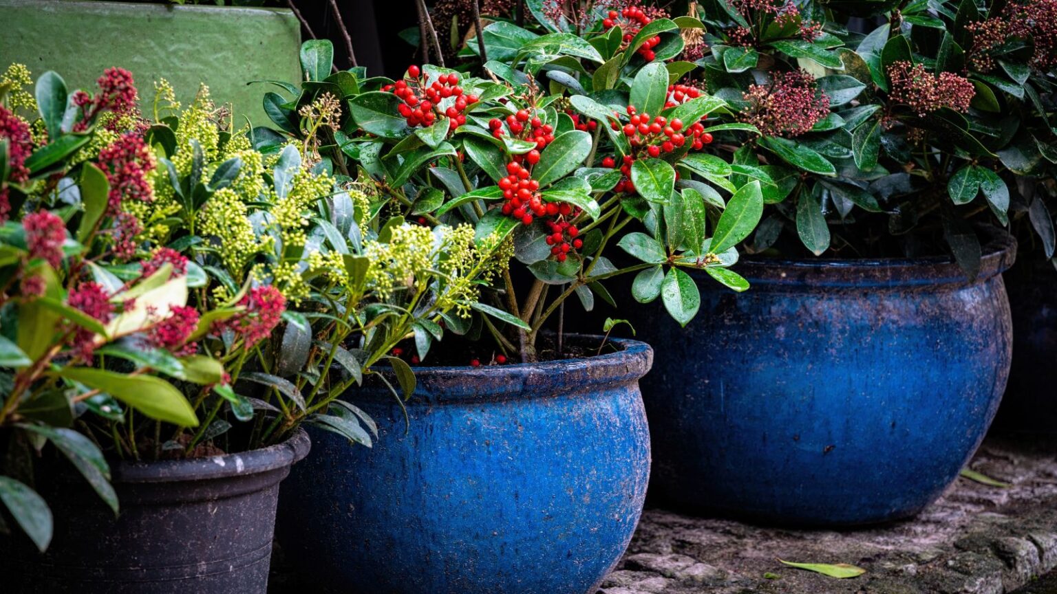How to Protect Your Outdoor Potted Plants From Cold and Frost