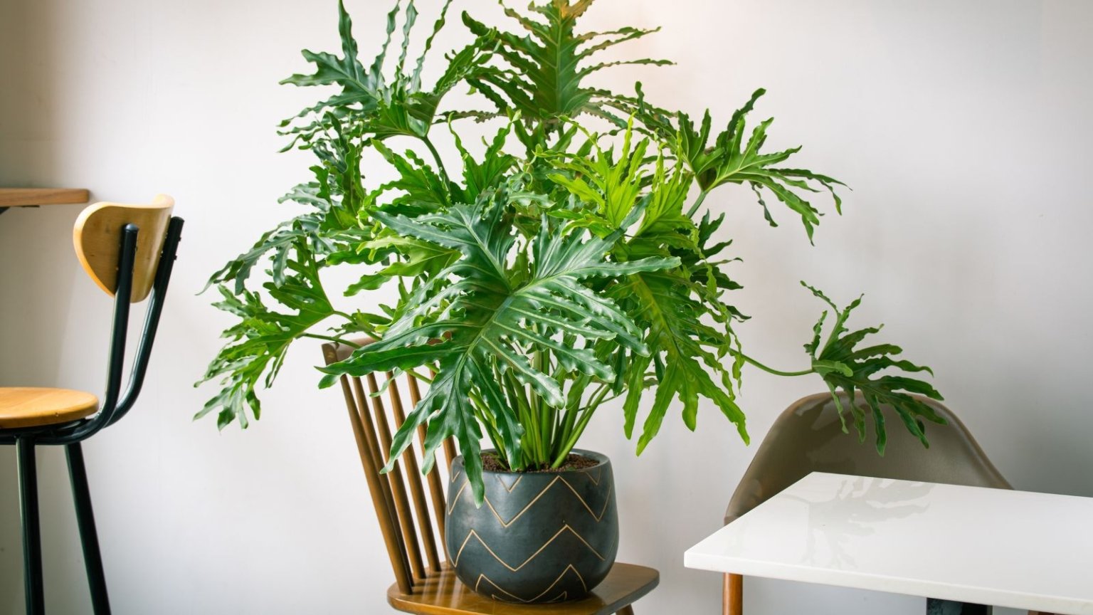 How to Grow Split Leaf Philodendron in Pots and Containers