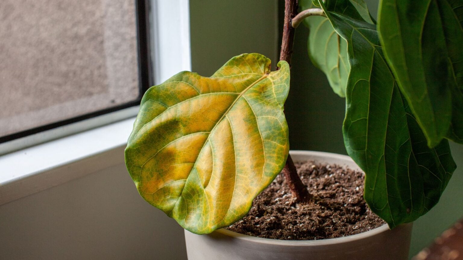 Why Your Fiddle Leaf Fig Is Dropping Leaves (and How to Fix It)