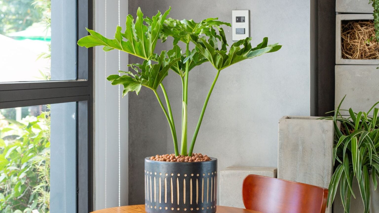 How to Grow Split Leaf Philodendron in Pots and Containers
