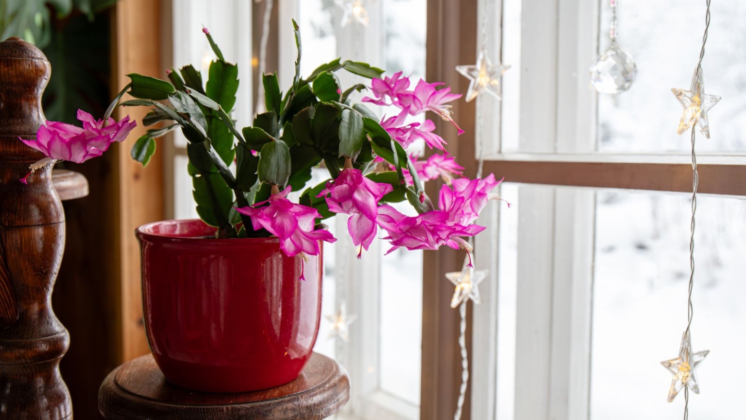 The Lighting Trick that Will Trigger Your Thanksgiving Cactus to Bloom