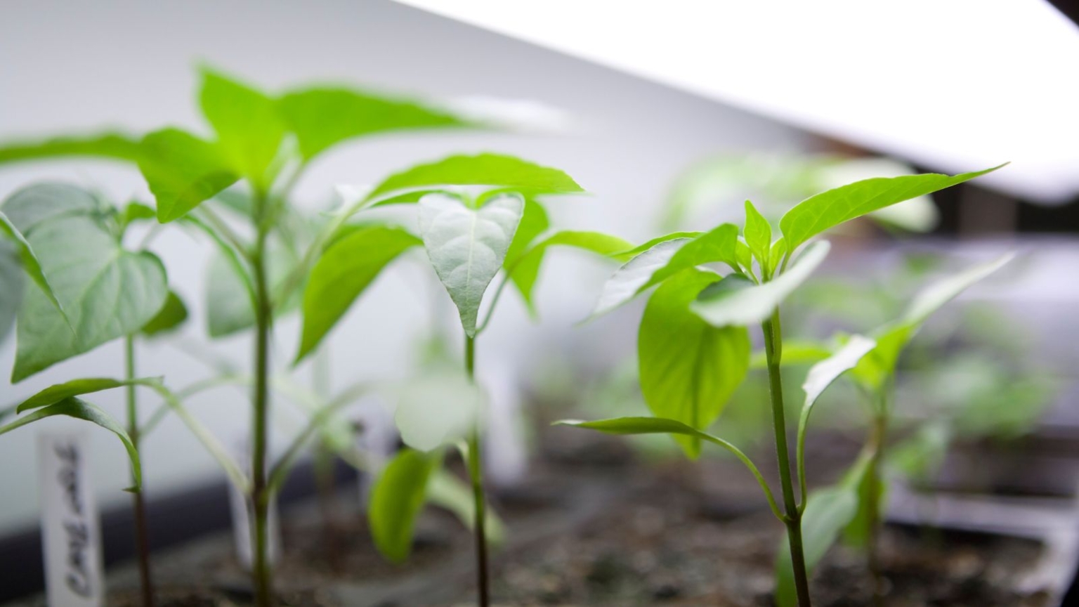 7 Seeds to Start Under Grow Lights in December