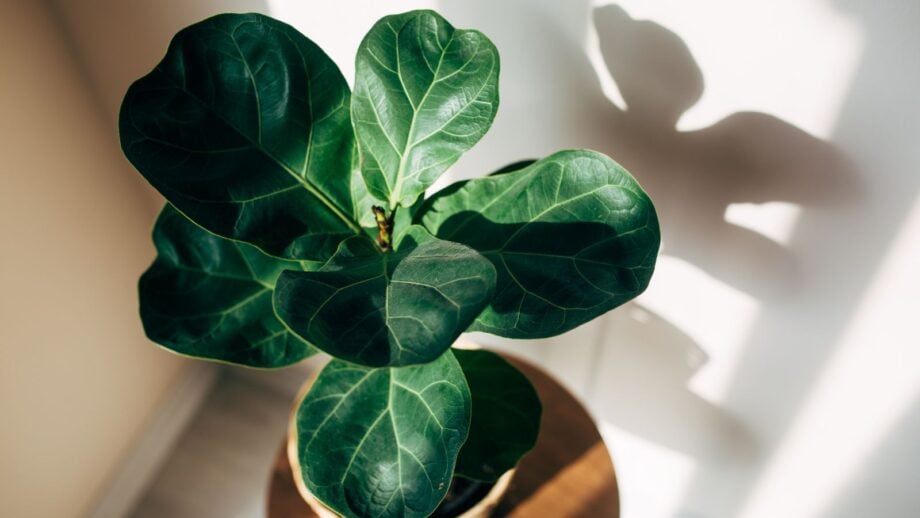 Why Your Fiddle Leaf Fig Is Dropping Leaves (and How to Fix It)