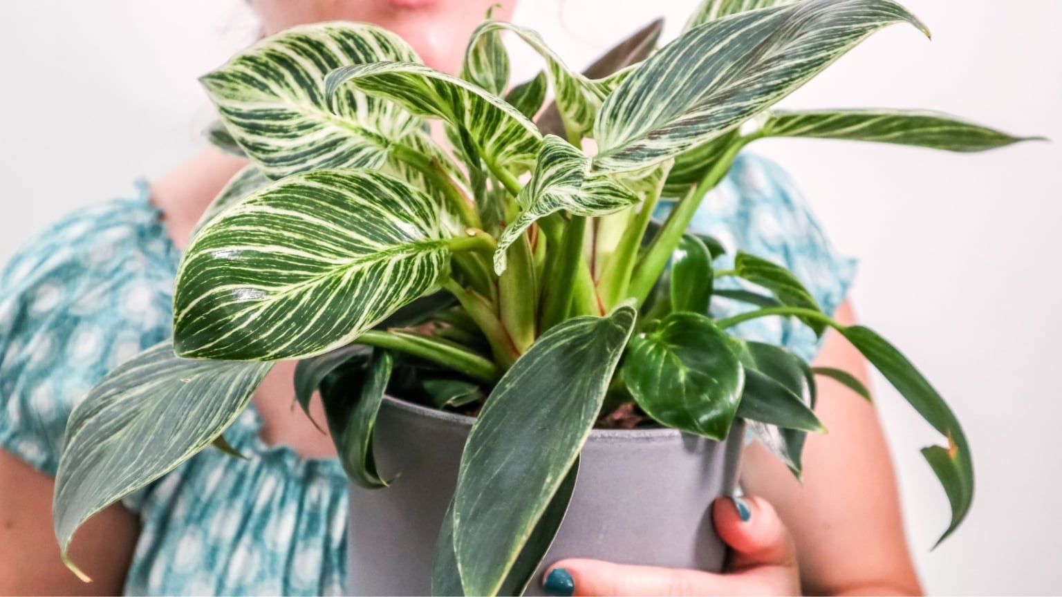 How to Propagate Philodendron Plants
