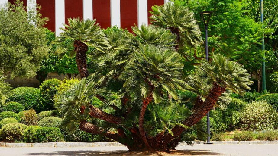California Palm Trees: 15 Types That Grow Well in California