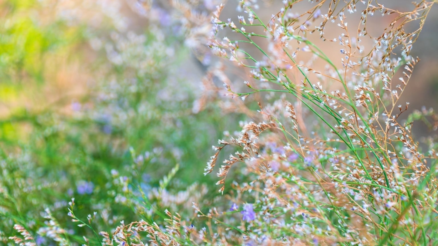 15 Types of Flowers for Coastal Gardens