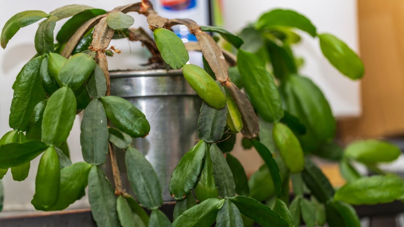 Soft, Mushy Leaves: Signs of Overwatering in Christmas Cactus