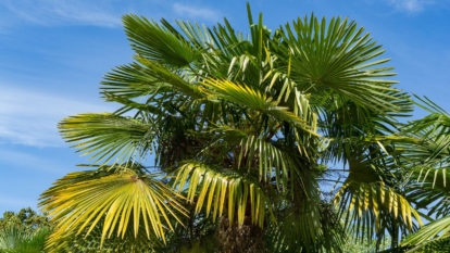 California Palm Trees: 15 Types That Grow Well in California