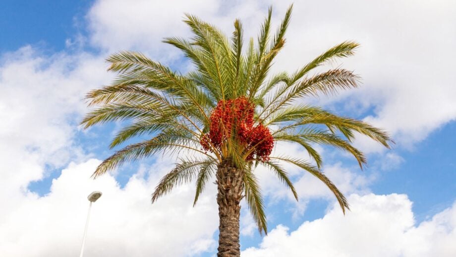 California Palm Trees: 15 Types That Grow Well in California