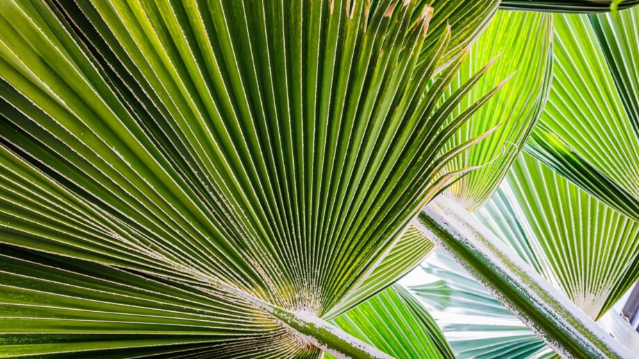 California Palm Trees: 15 Types That Grow Well in California