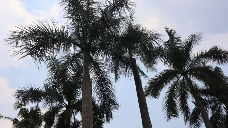 California Palm Trees: 15 Types That Grow Well in California