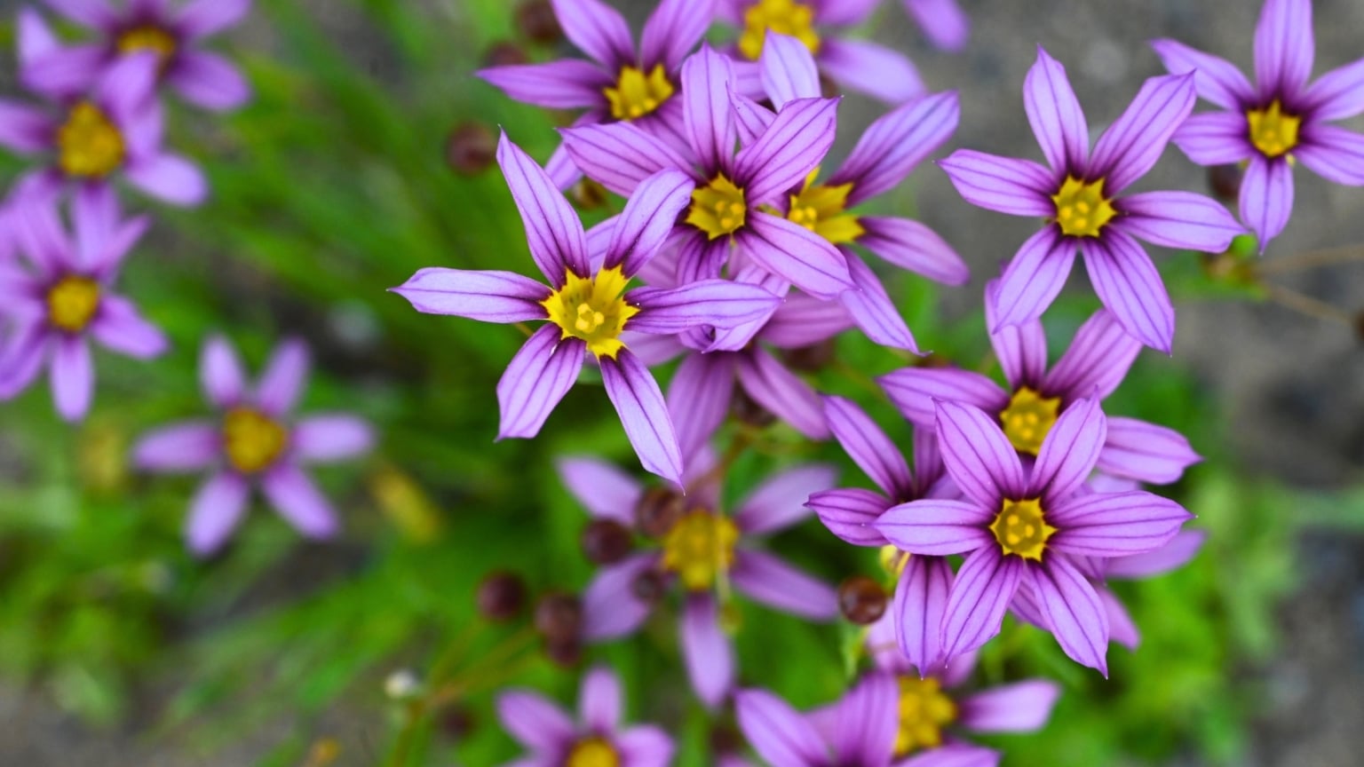 18 Types of Flowers for Prairie Gardens