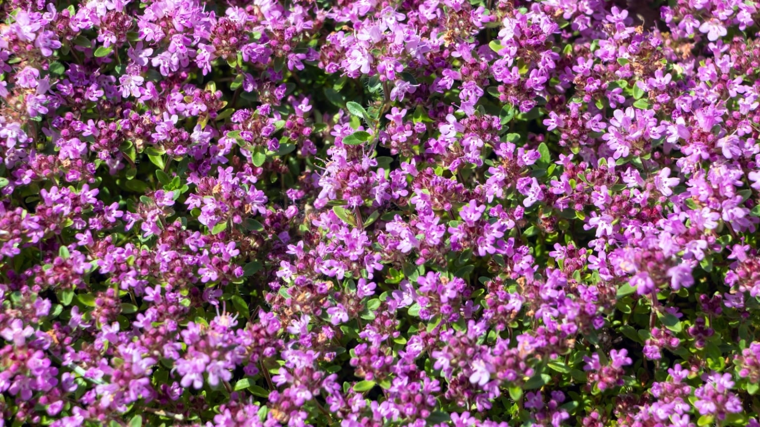 13 Ground Cover Plants That Bloom Profusely