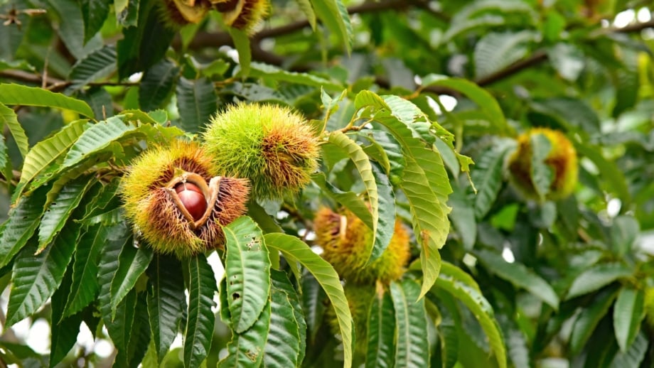 How to Plant, Grow, and Care for Chestnut Trees