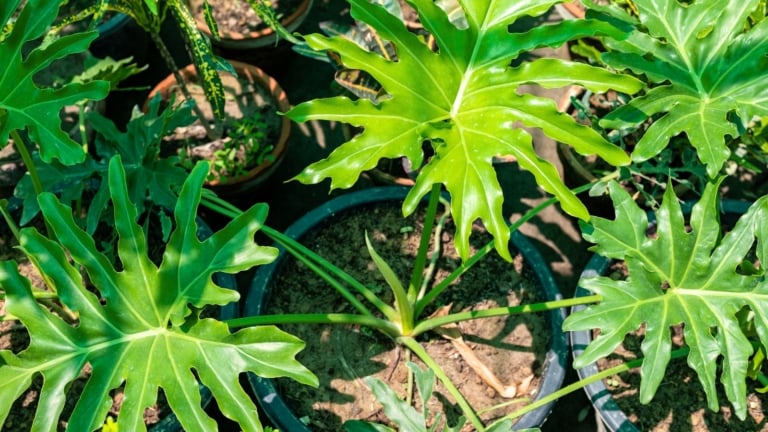 How to Propagate Split-Leaf Philodendron