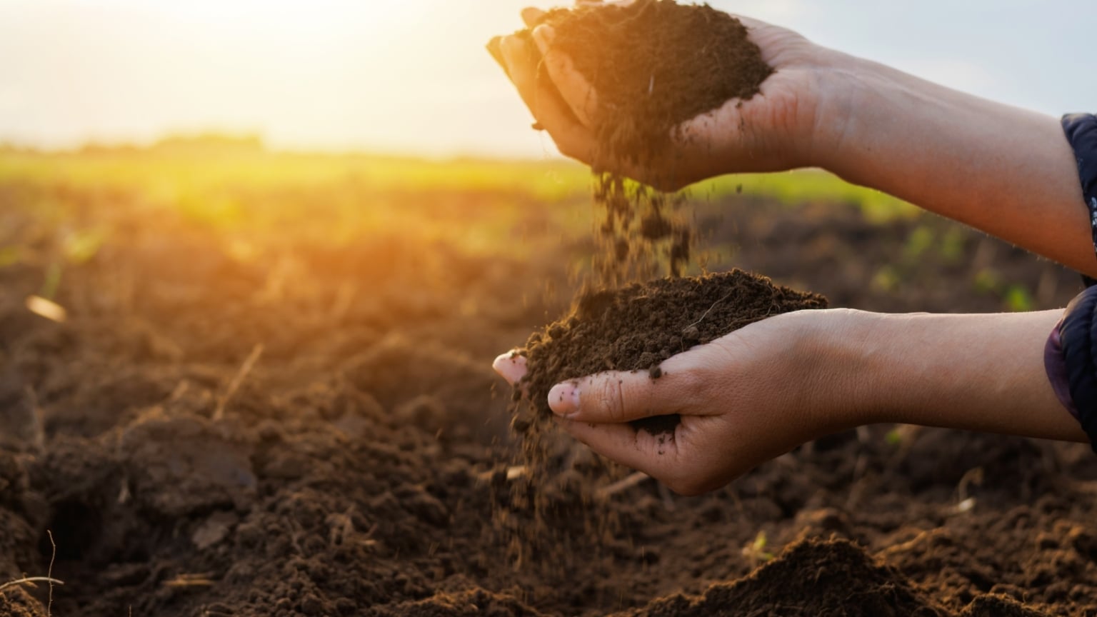 Soil Sulfur: How It Works - Epic Gardening