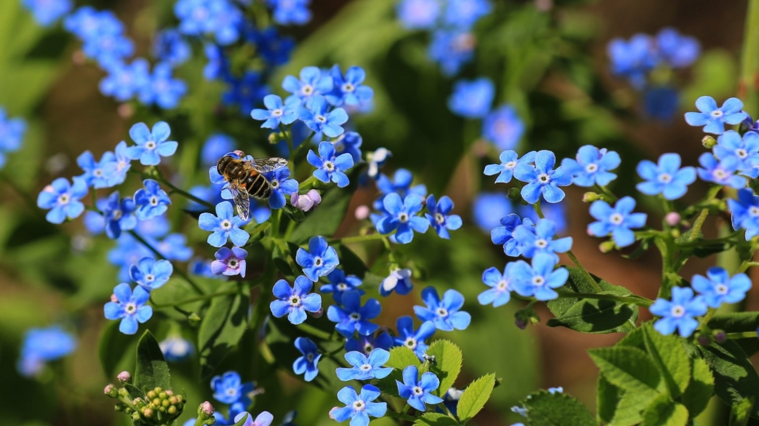 11 Seeds to Plant Outside Before it Snows for Spring Blooms