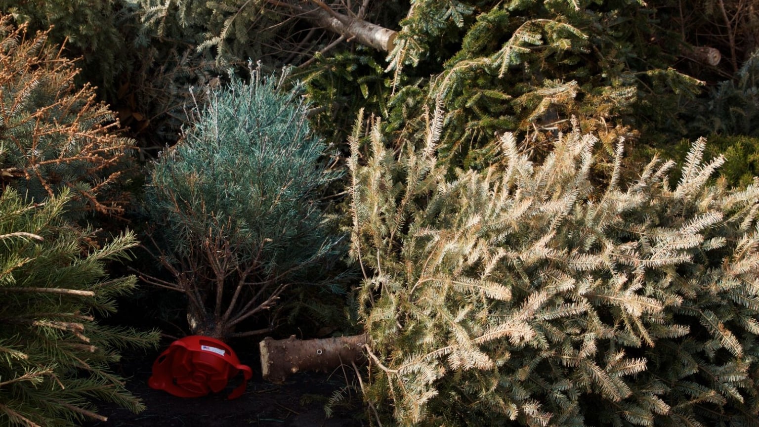 How to Compost Your Christmas Tree