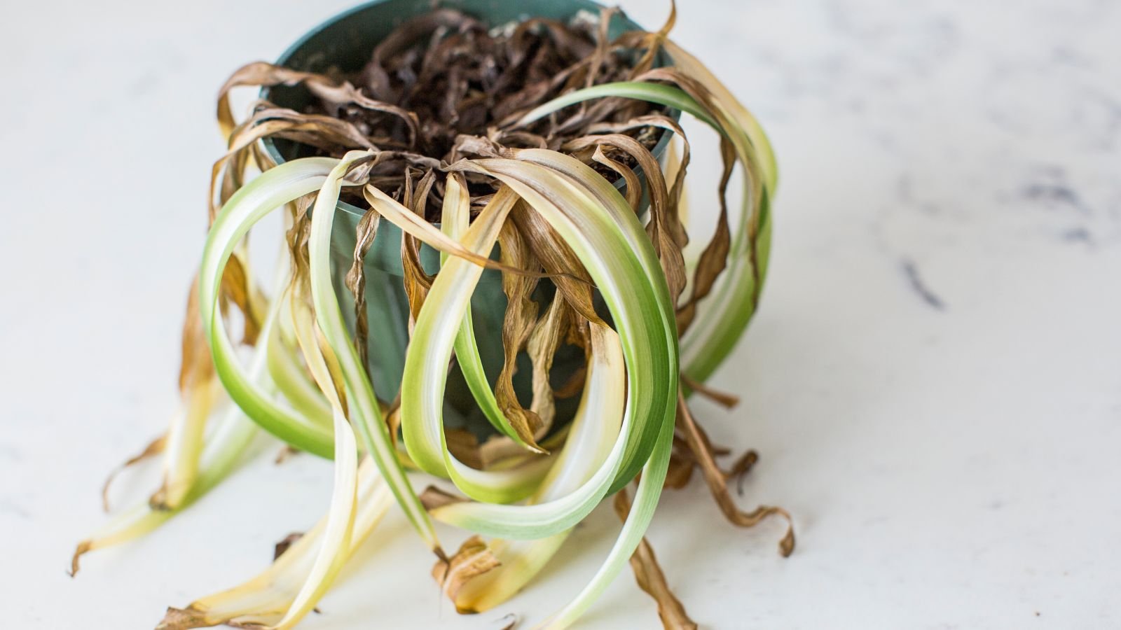 How to Save a Dying Spider Plant