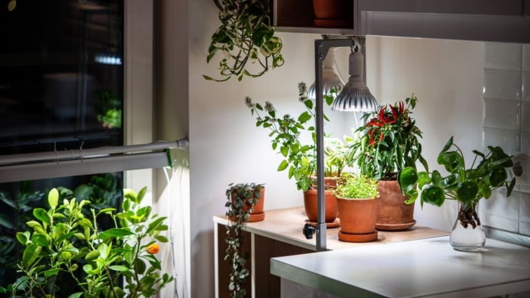 How to Create Bright, Indirect Light for Thriving Houseplants