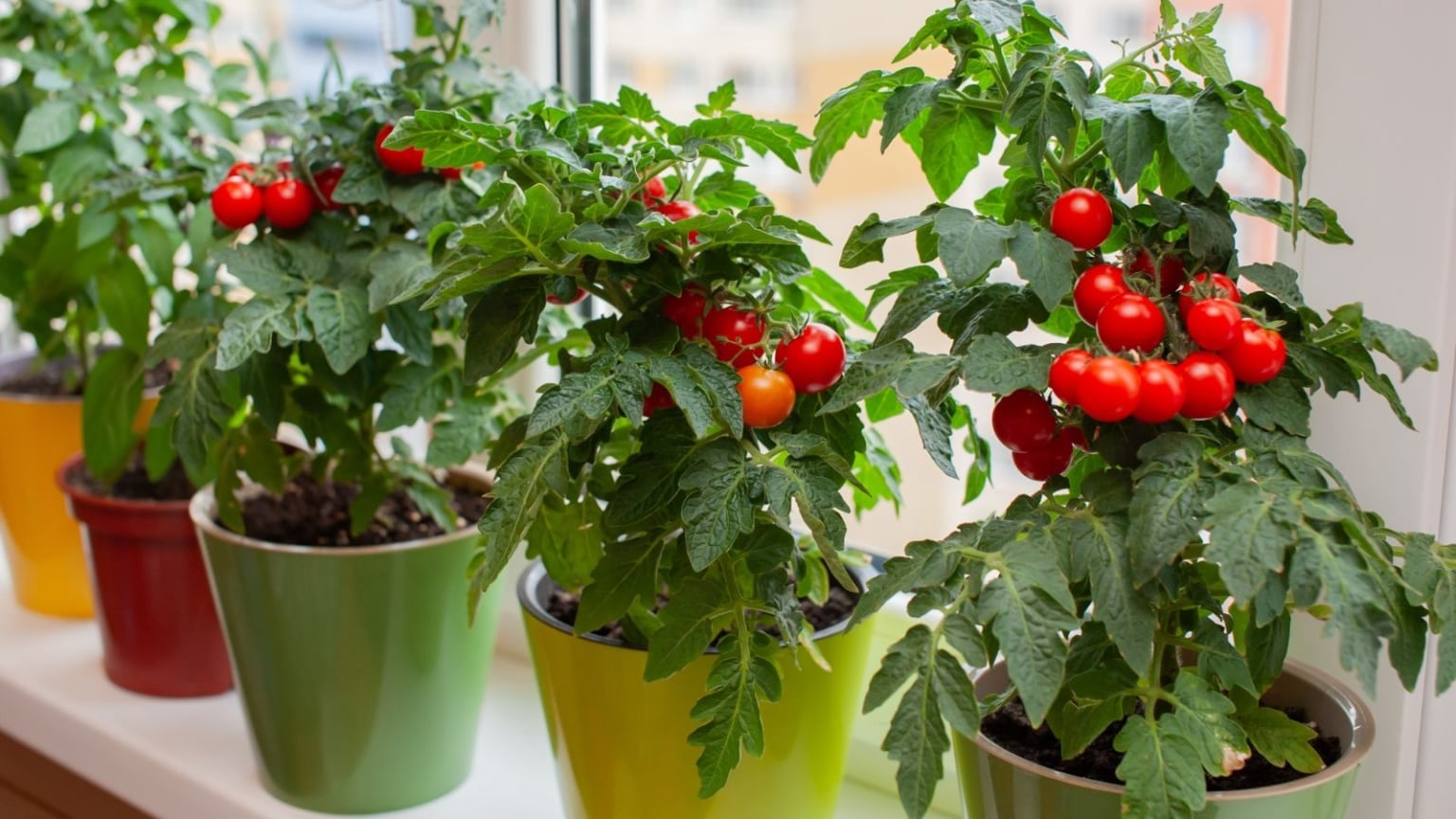 7 Vegetables to Start on Your Windowsill in January