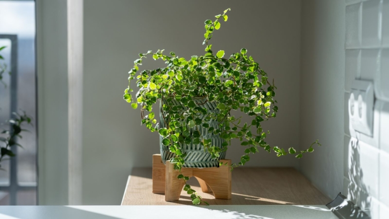 How to Create Bright, Indirect Light for Thriving Houseplants