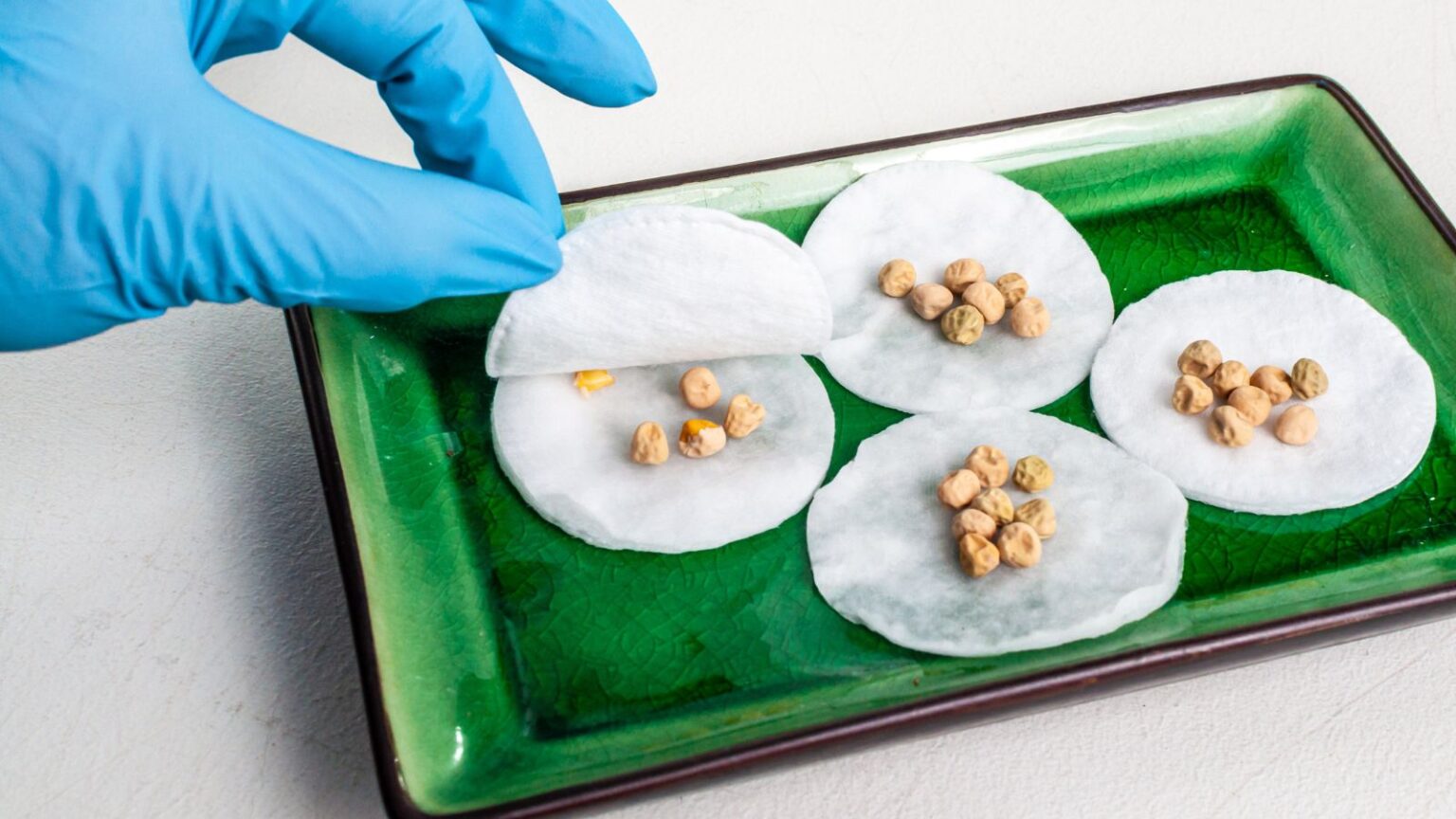 How and Why to Pre-Sprout Seeds Before Growing