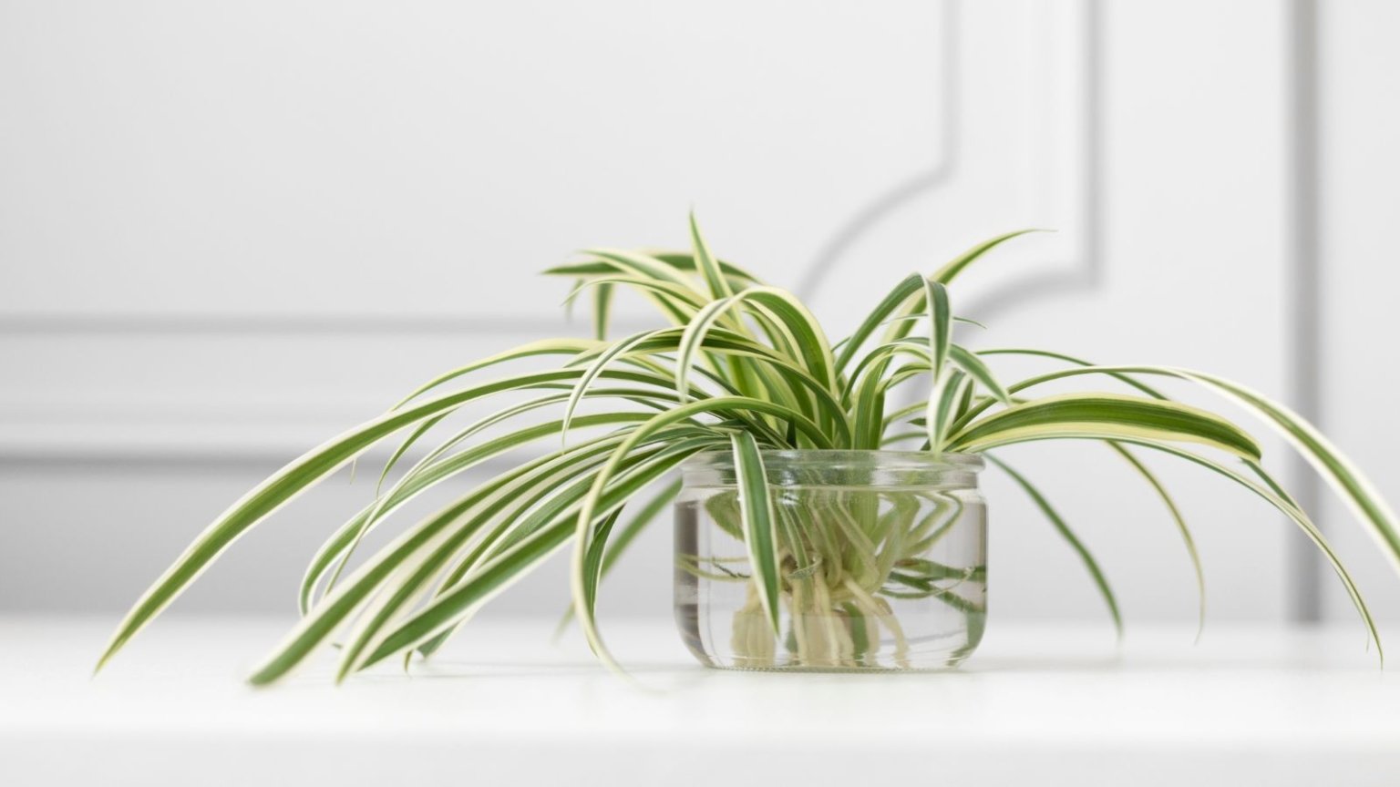 How to Grow Spider Plants in Water