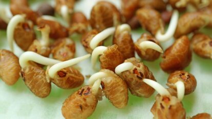 How and Why to Pre-Sprout Seeds Before Growing