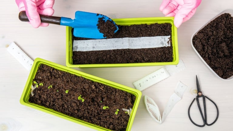 How and Why to Pre-Sprout Seeds Before Growing