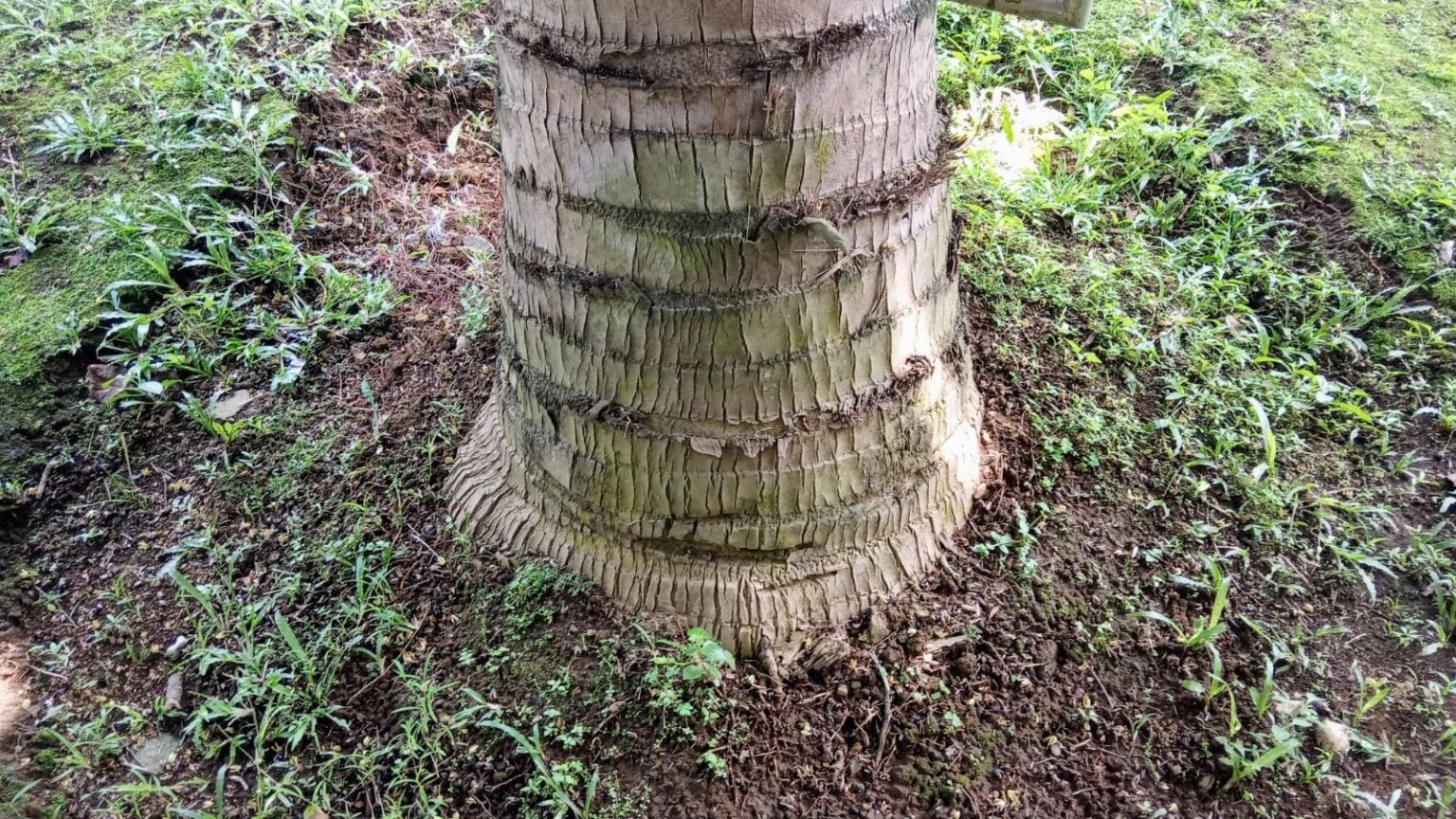 How to Fix a Leaning Palm Tree