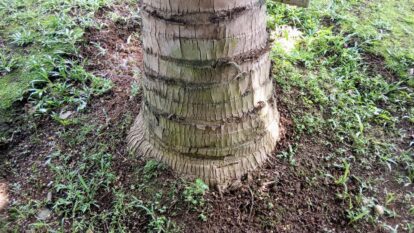 How to Fix a Leaning Palm Tree