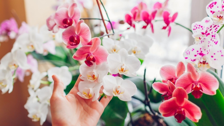 15 Tips For Growing Beautiful Orchid Flowers Indoors