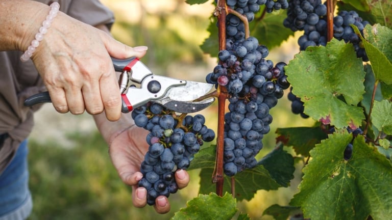 7 Plants You Should Prune Before Spring Growth Begins