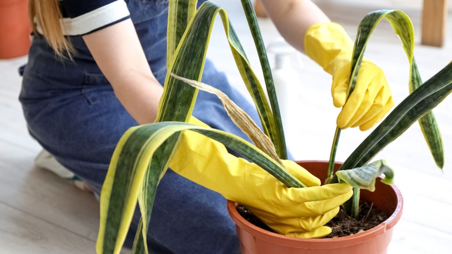 5 Symptoms of Overwatered Snake Plants