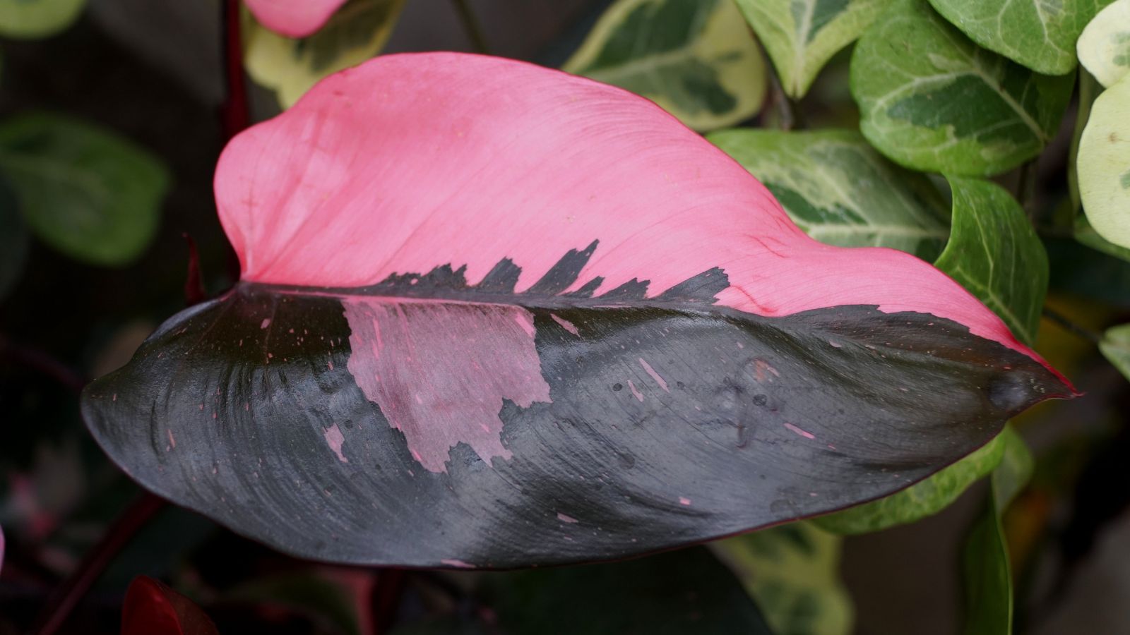 How to Maintain the Variegation on 'Pink Princess' Philodendron