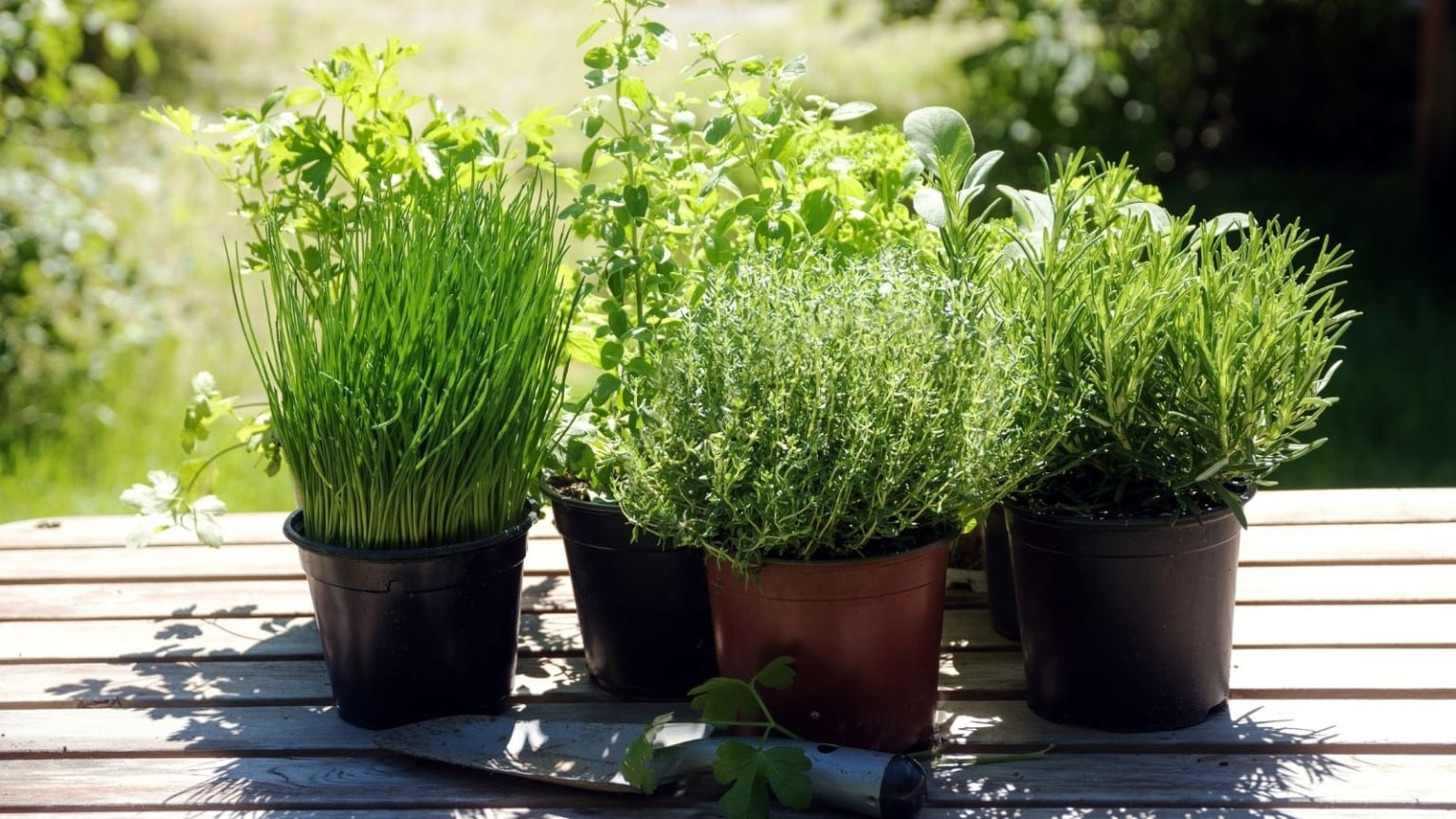 5 Slow-Growing Herbs to Start in January