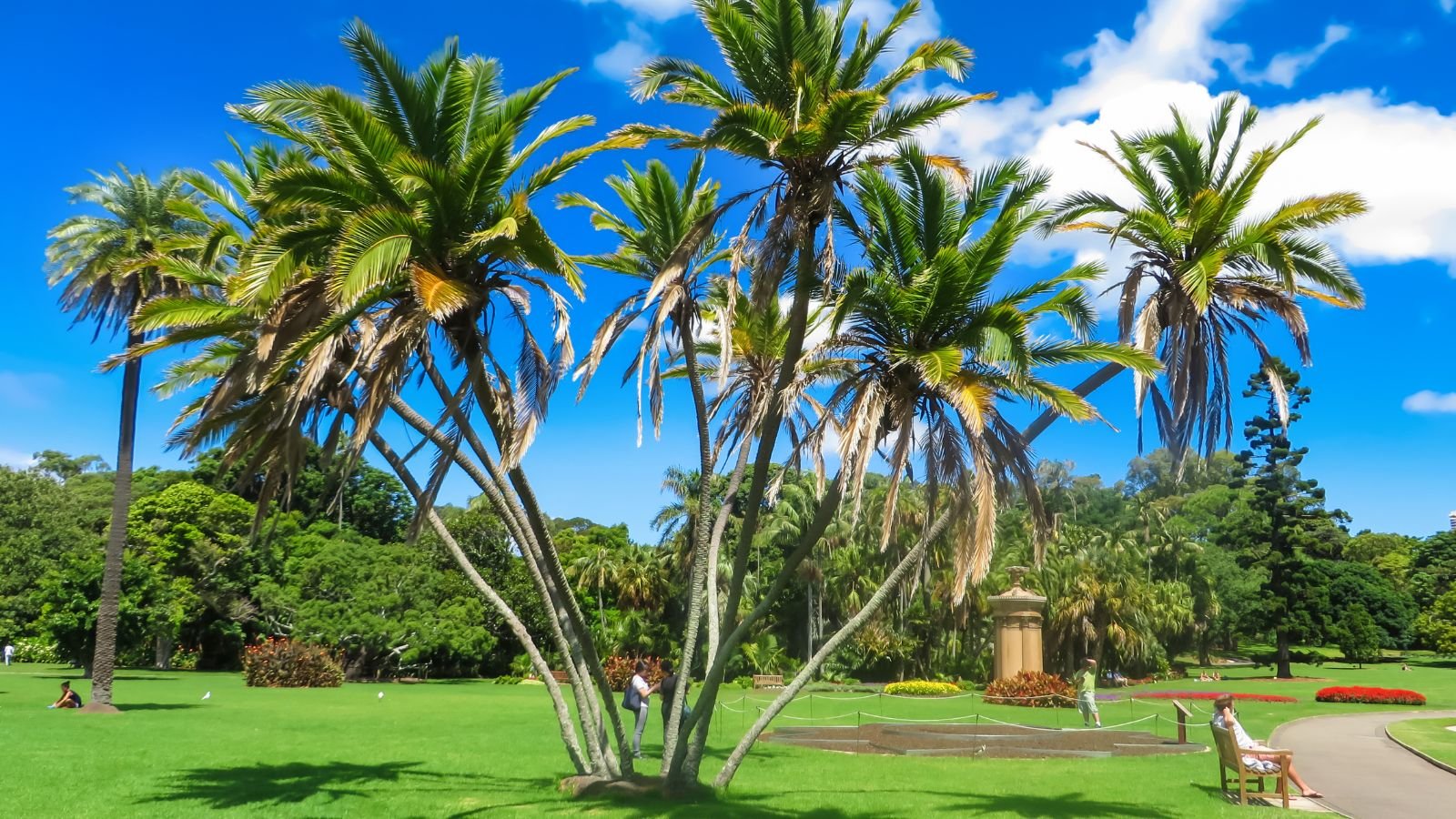 How to Fix a Leaning Palm Tree