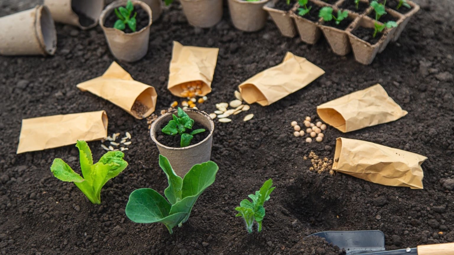 Winter Sowing Failures: Why Seeds Don't Germinate and How to Fix It