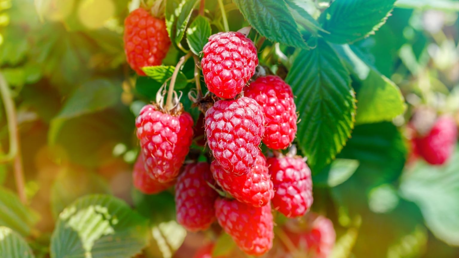 6 Berry Bushes to Plant in February