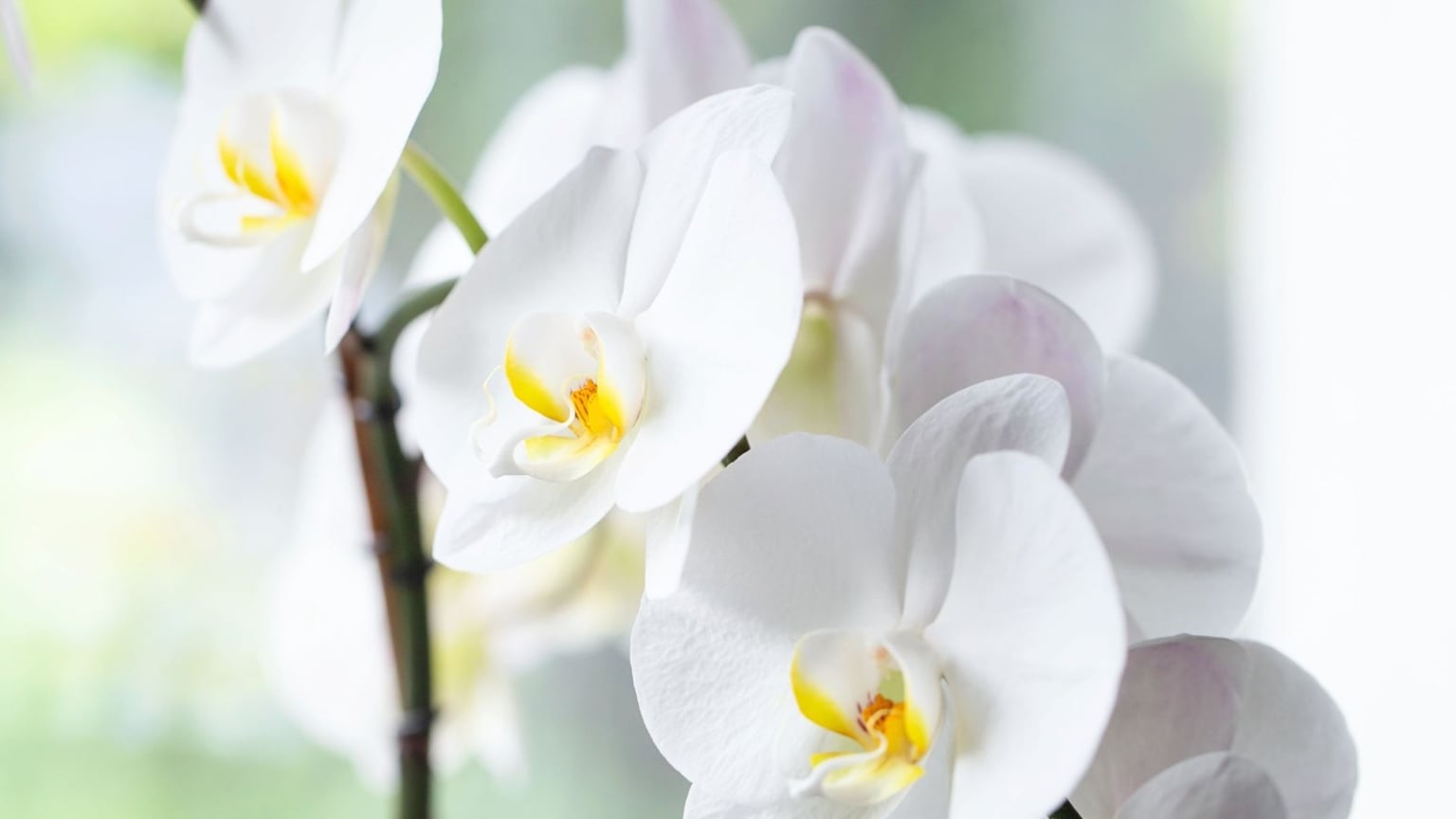 Types of Orchids: 47 Different Orchid Varieties With Names and Pictures