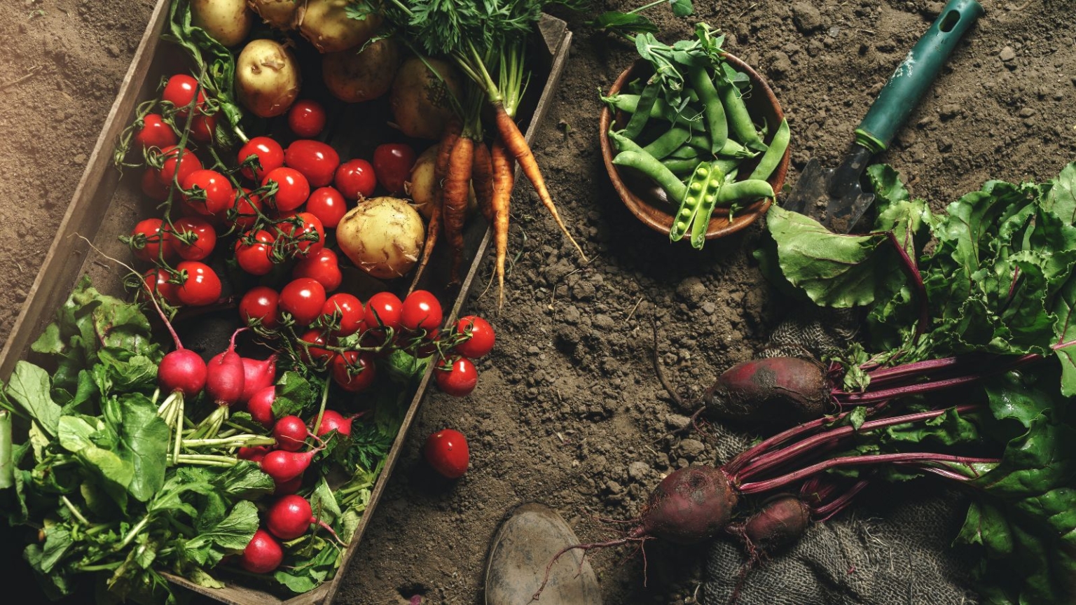 February Crops: What to Direct Sow and Start Indoors