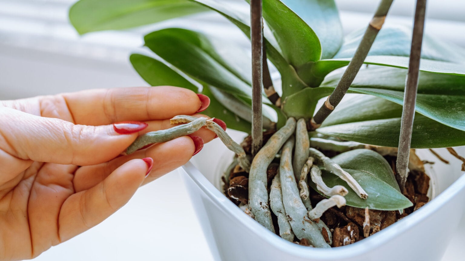 A Visual Guide to Healthy Orchid Roots