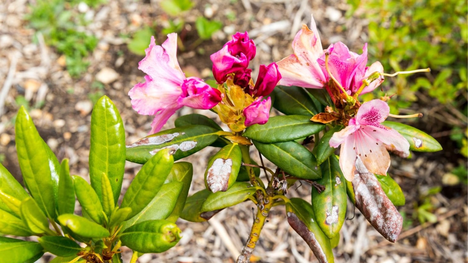 7 Azalea Diseases: Prevention and Treatment
