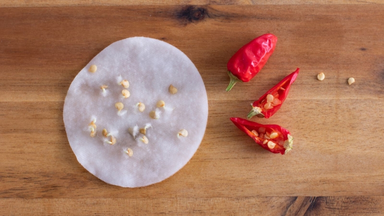 We've Mastered Germinating Chile Pepper Seeds. Here's How