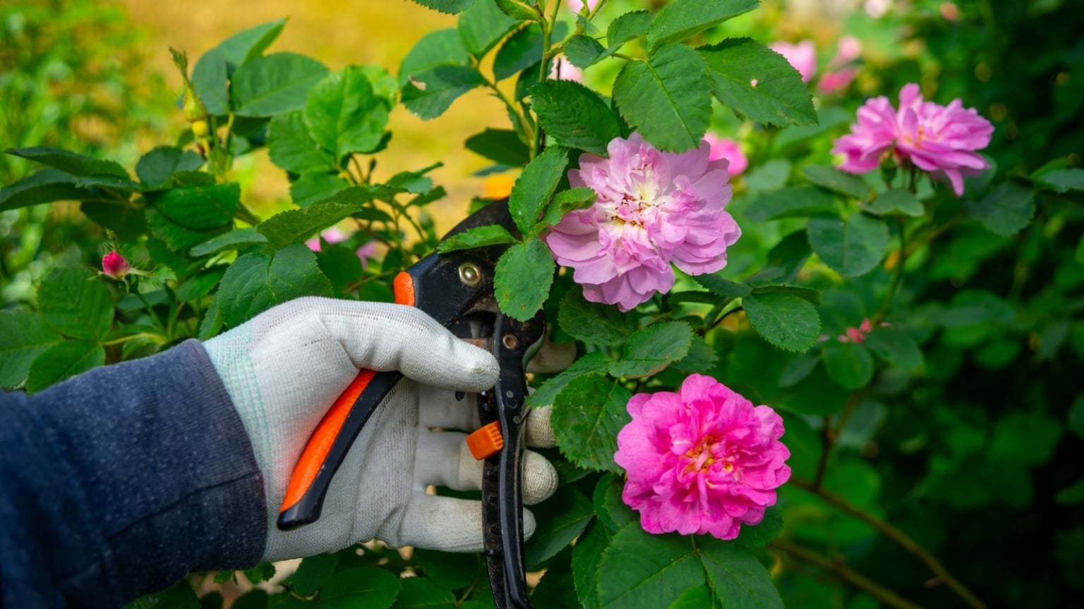 April Rose Care: Pruning, Feeding, and Pest Prevention