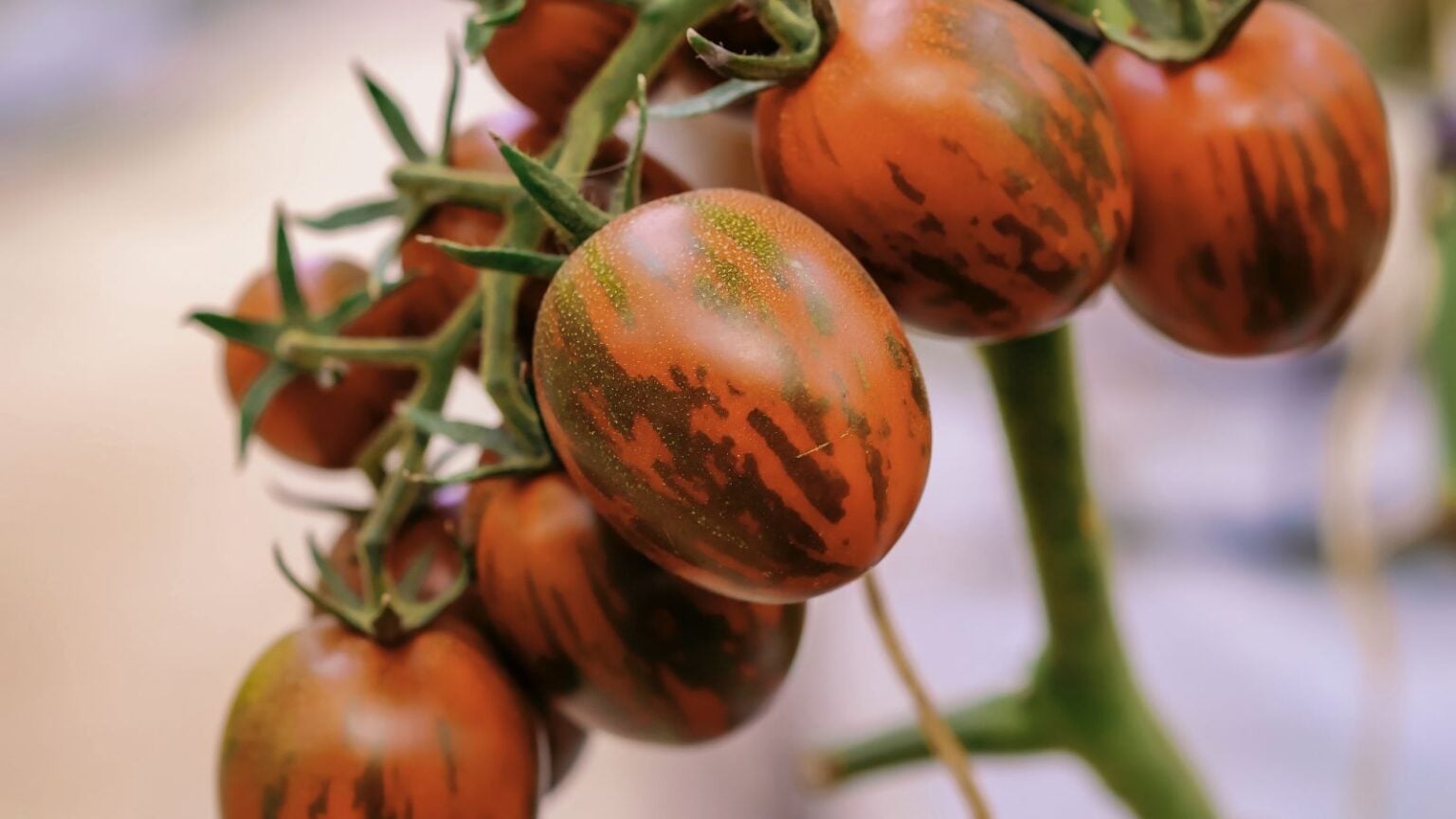 How to Plant, Grow, and Care for 'Chocolate Sprinkles' Tomatoes