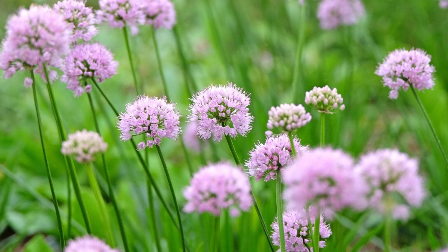 How to Plant, Grow, and Care for 'Summer Beauty' Ornamental Allium