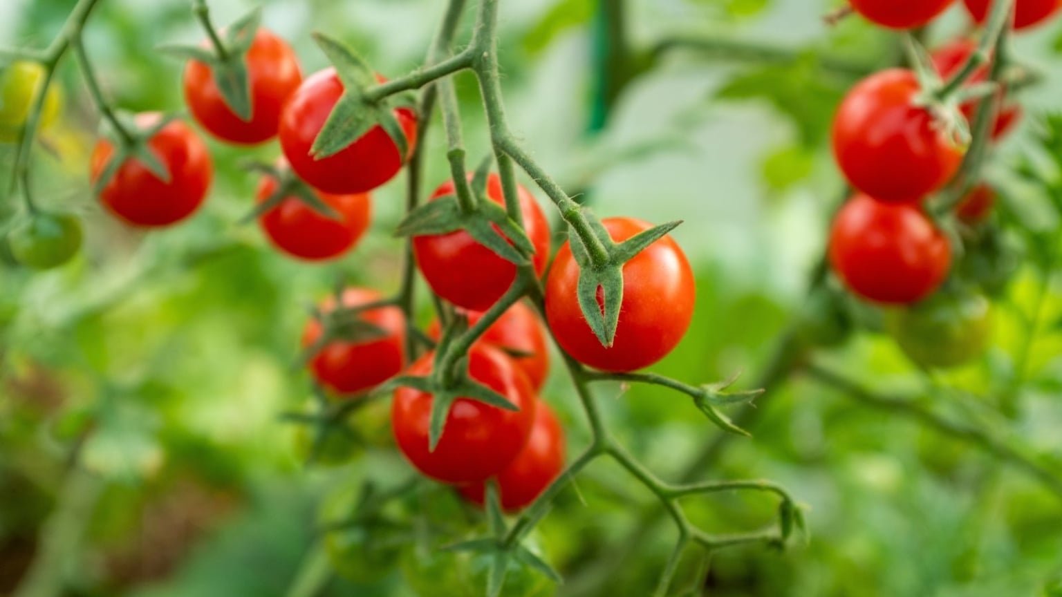 When to Plant Tomatoes Outside: A Guide for Each Region